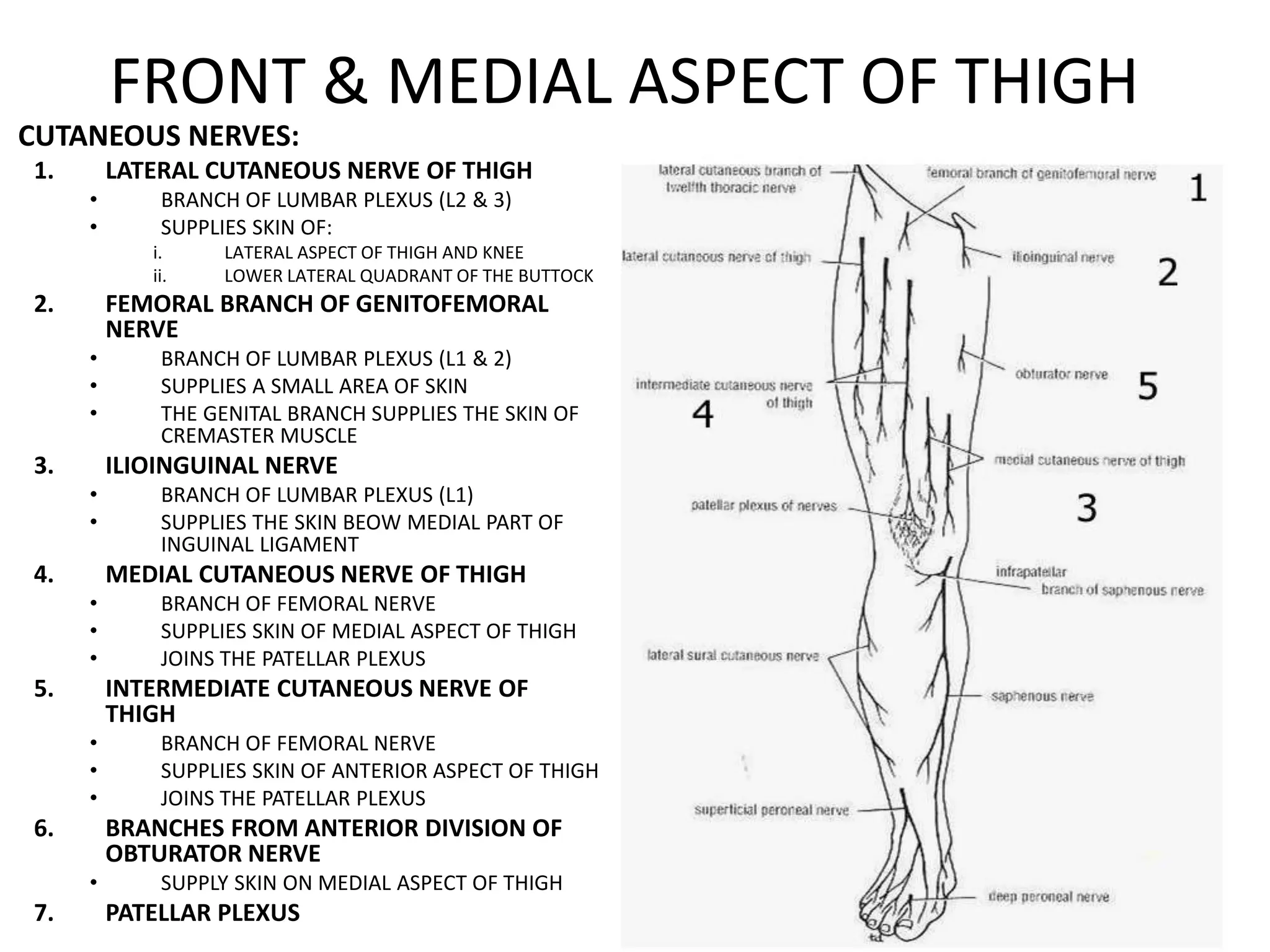 CUTANEOUS NERVES AND VESSELS OF LOWER LIMB.pptx