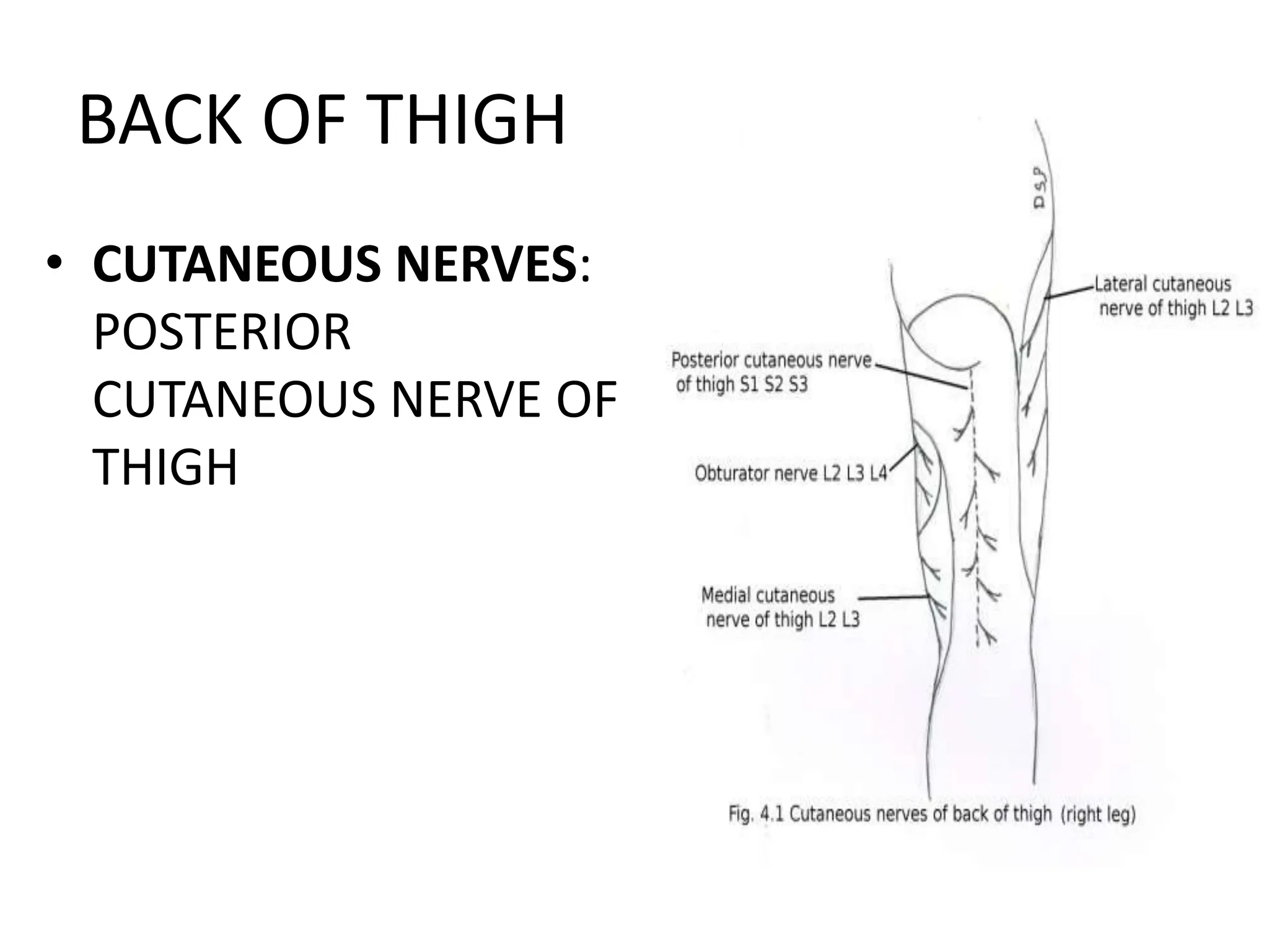 CUTANEOUS NERVES AND VESSELS OF LOWER LIMB.pptx