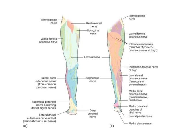 CUTANEOUS NERVES AND VESSELS OF LOWER LIMB.pptx