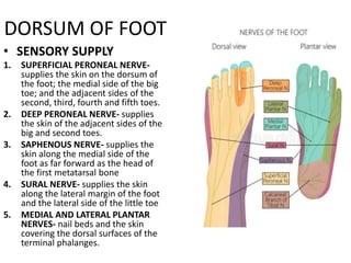 CUTANEOUS NERVES AND VESSELS OF LOWER LIMB.pptx