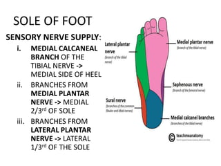 CUTANEOUS NERVES AND VESSELS OF LOWER LIMB.pptx