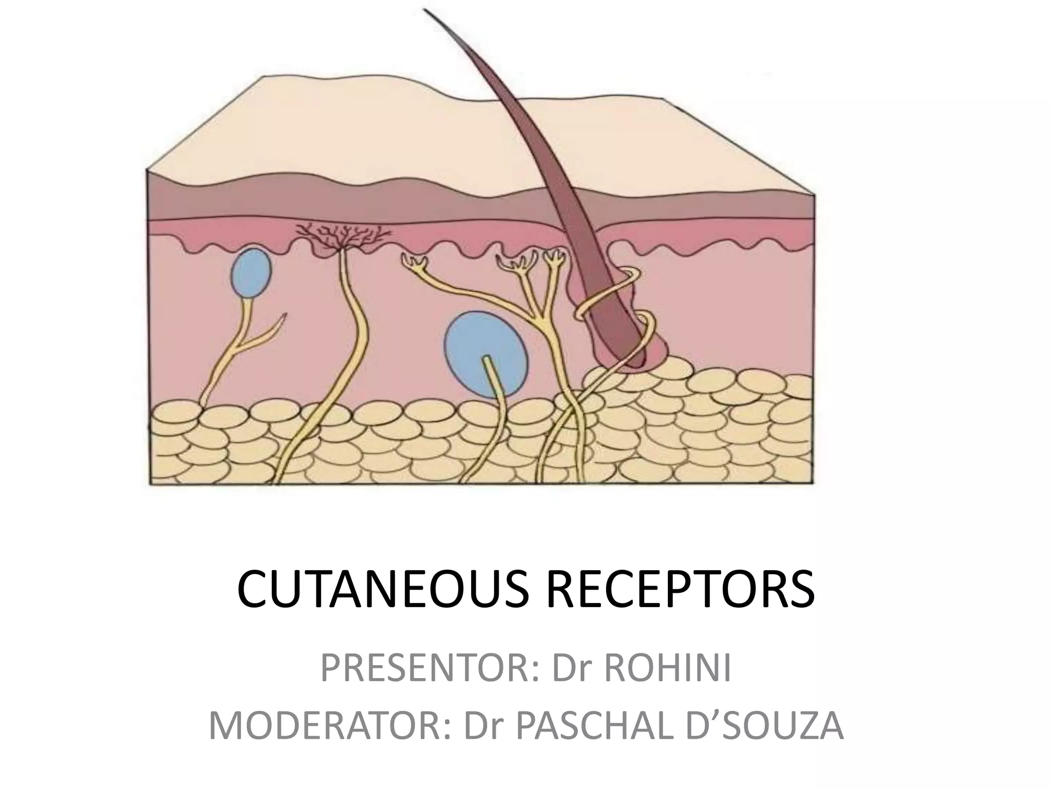 Cutaneous receptors | PPTX