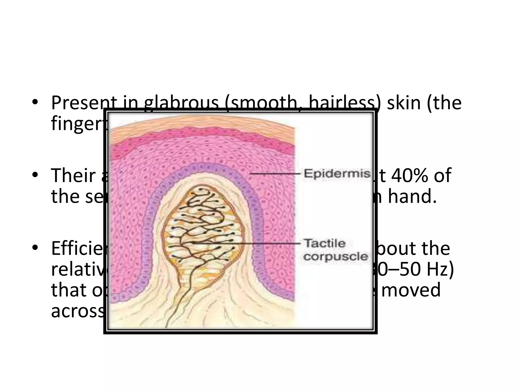 Cutaneous receptors | PPTX