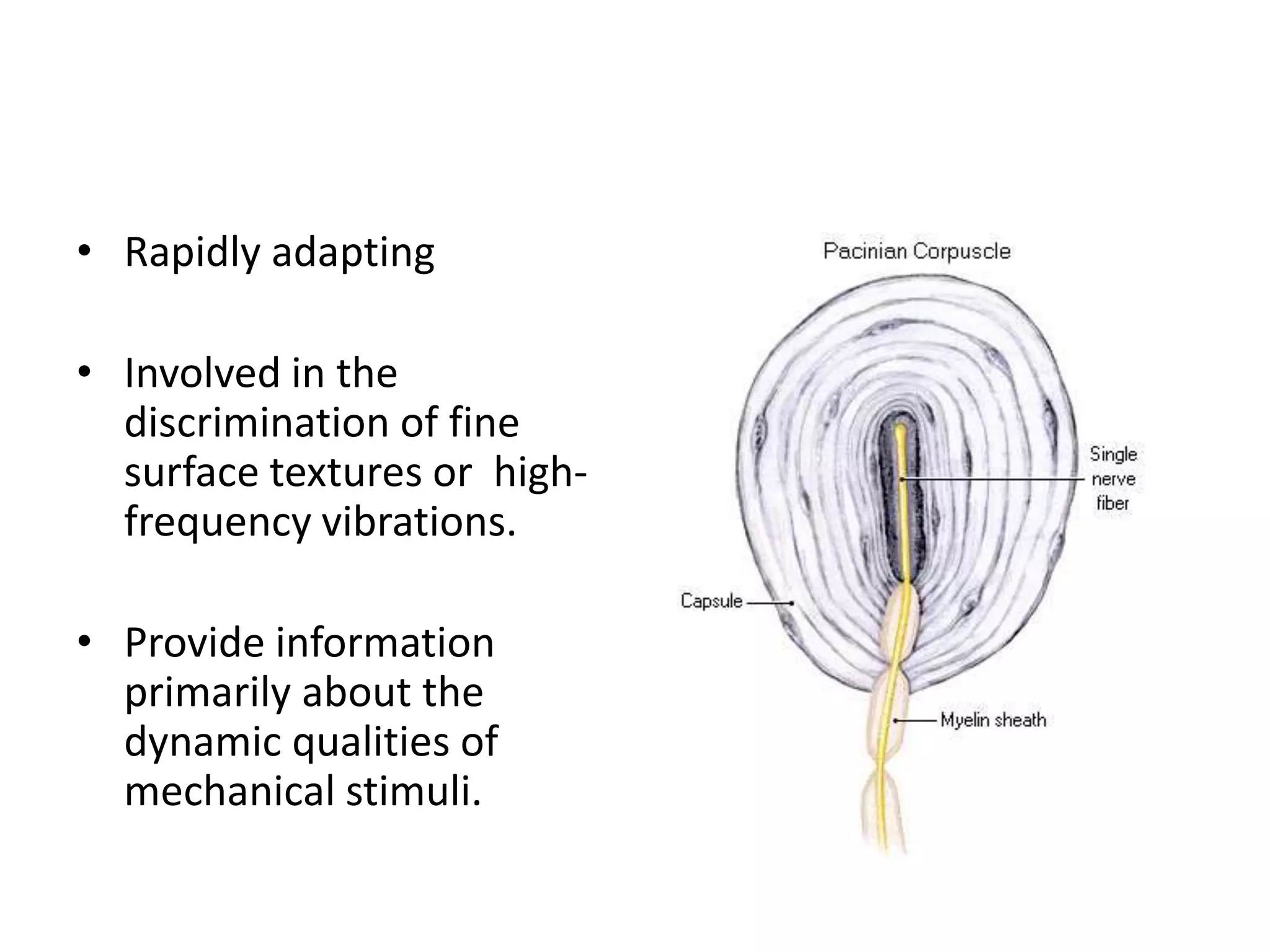 Cutaneous receptors | PPTX