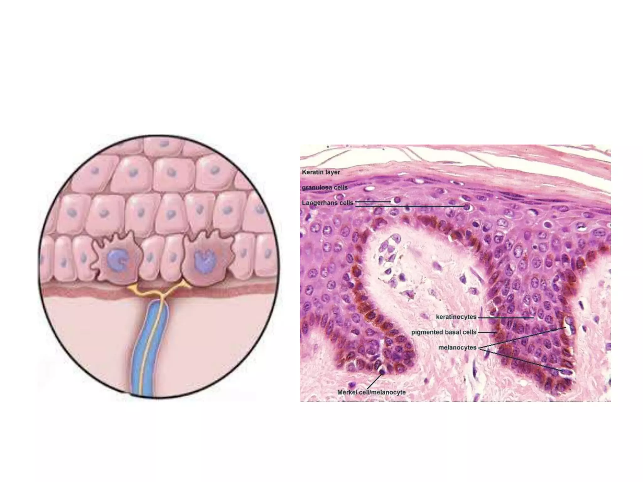 Cutaneous receptors | PPTX