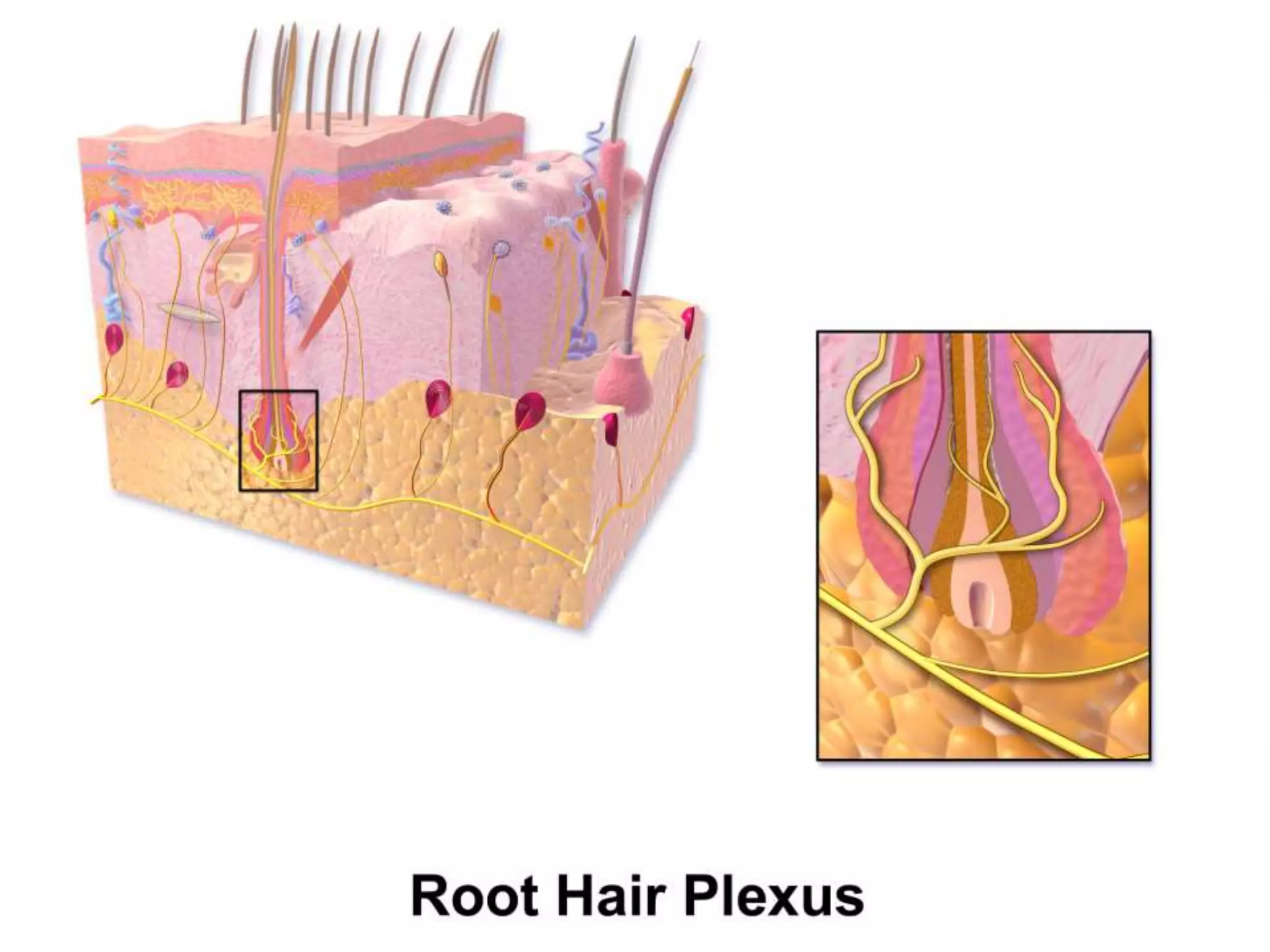 Cutaneous receptors | PPTX