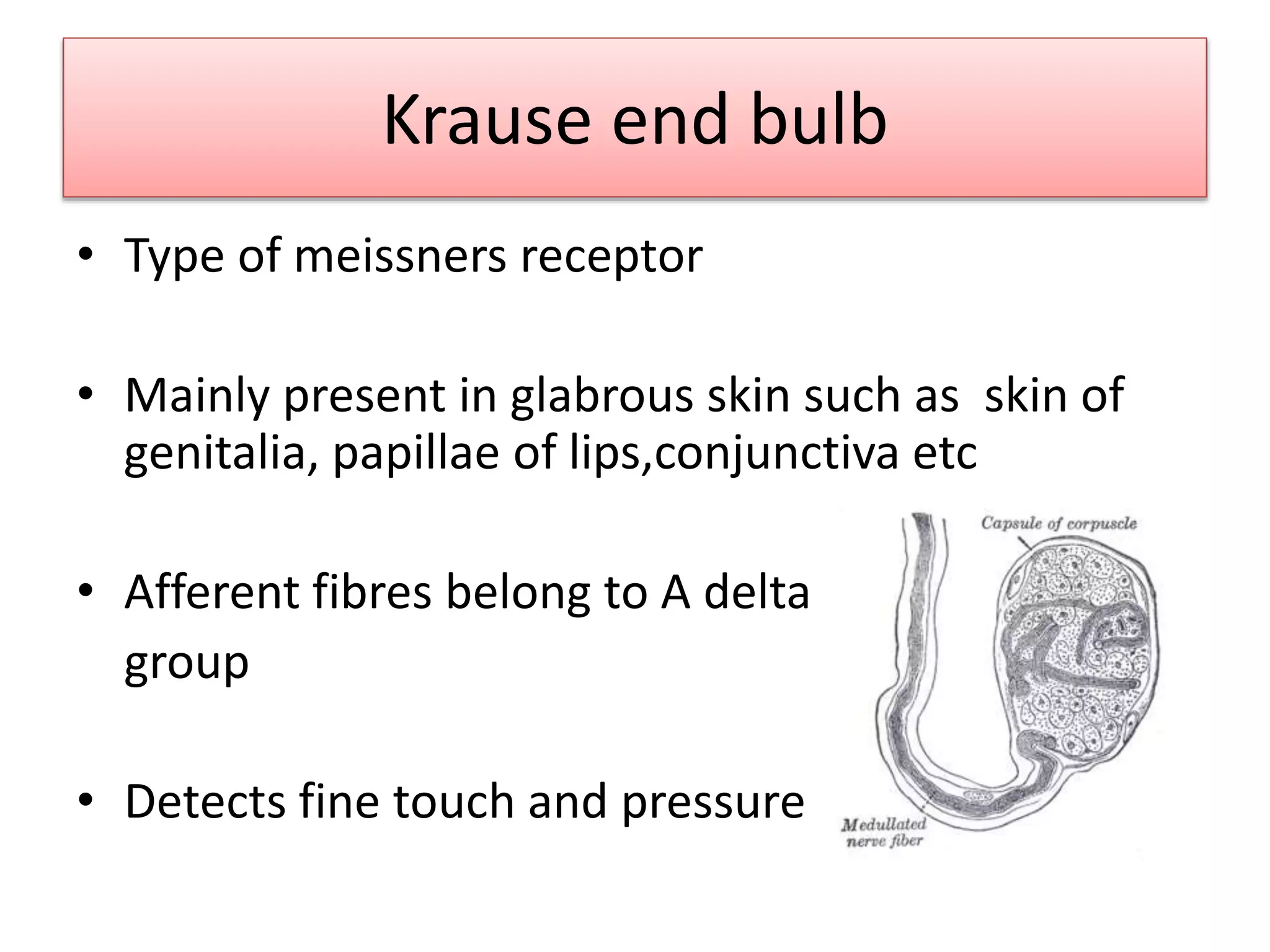 Cutaneous receptors | PPTX