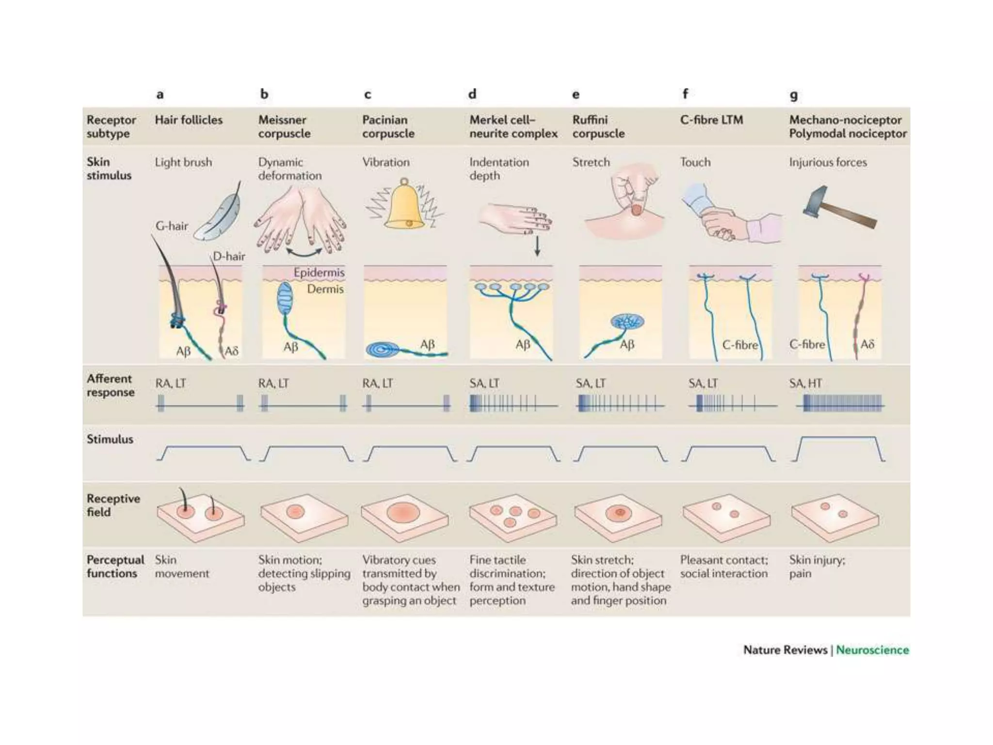 Cutaneous receptors | PPTX