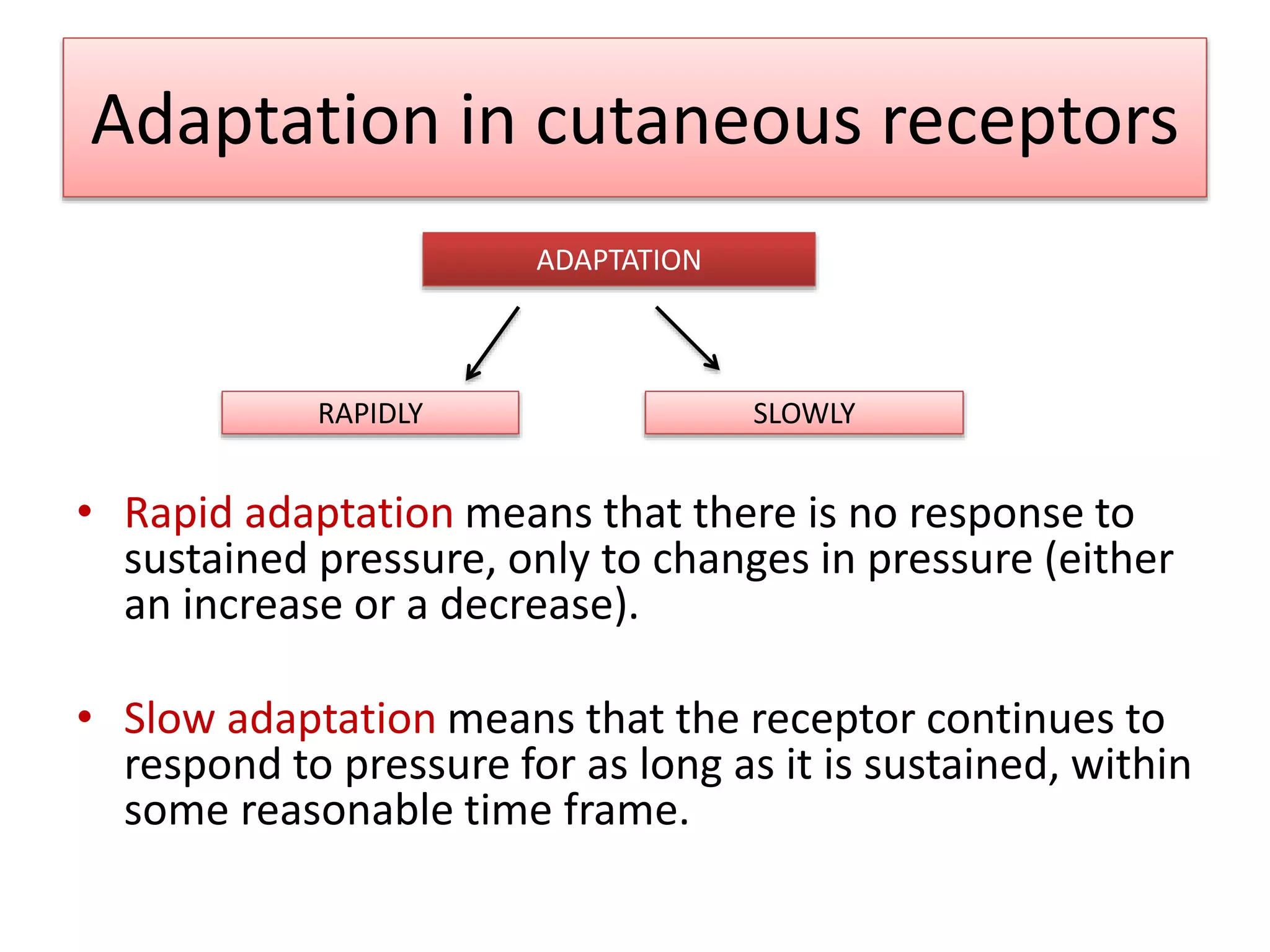 Cutaneous receptors | PPTX