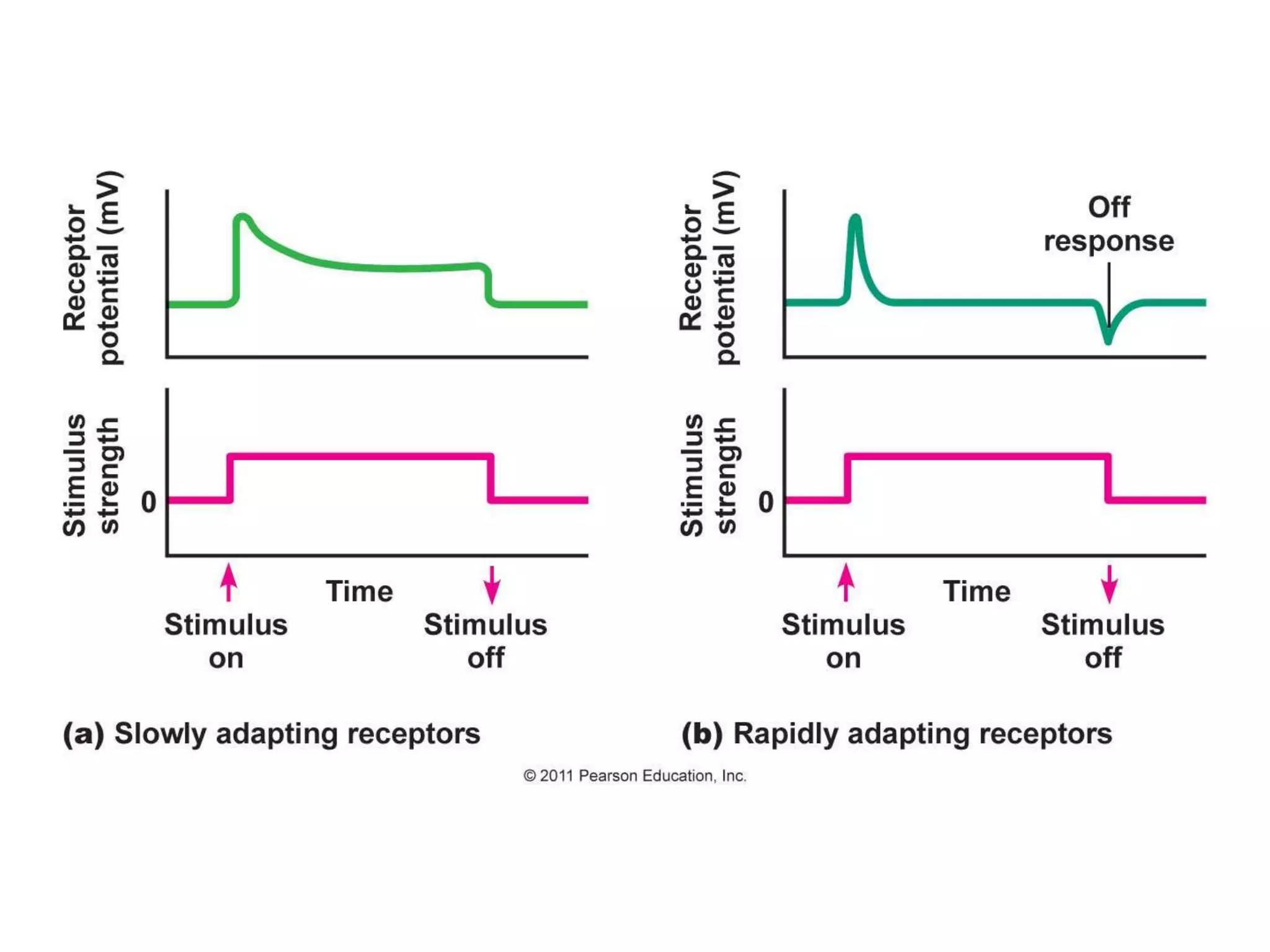 Cutaneous receptors | PPTX