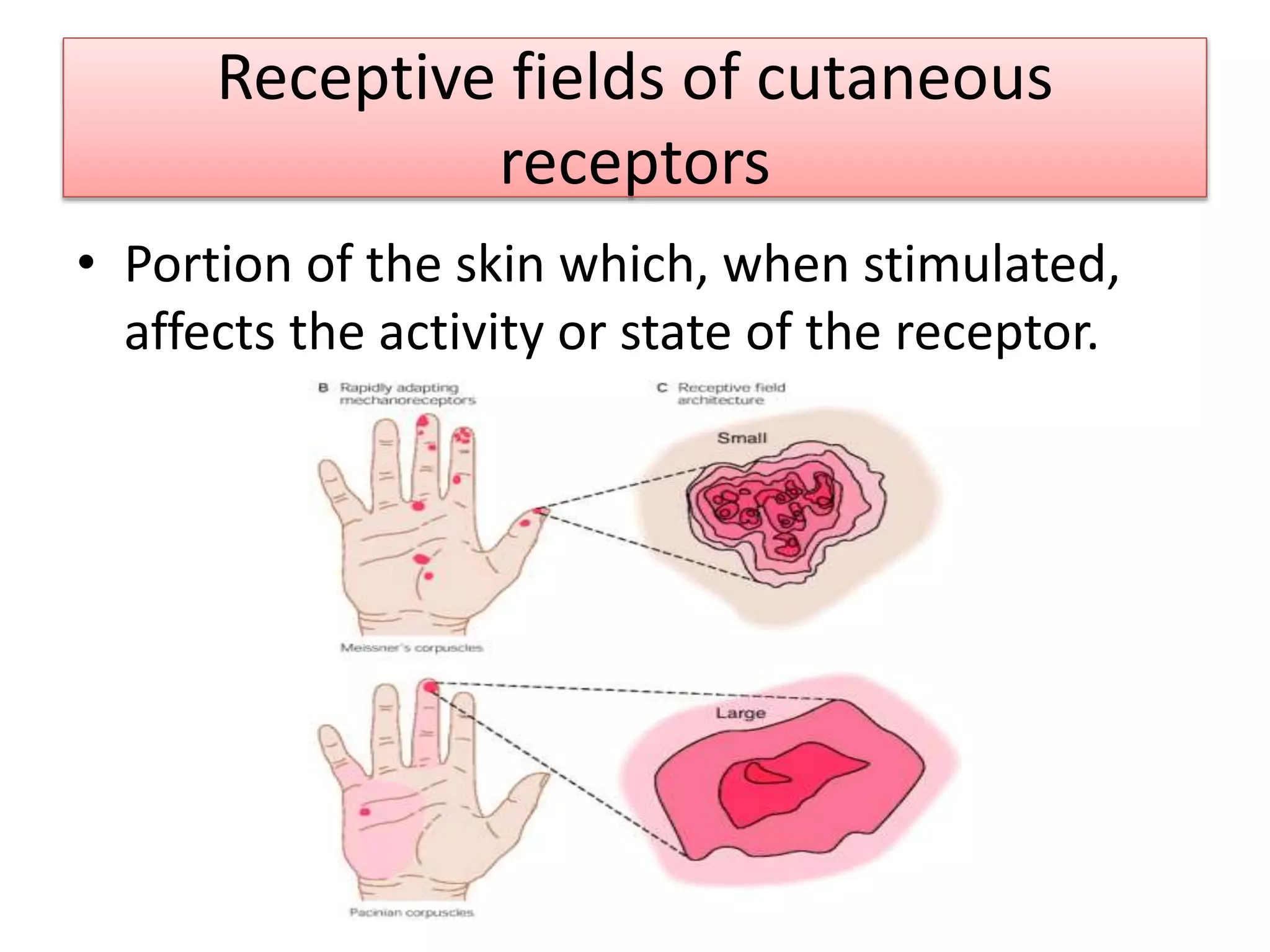 Cutaneous receptors | PPTX