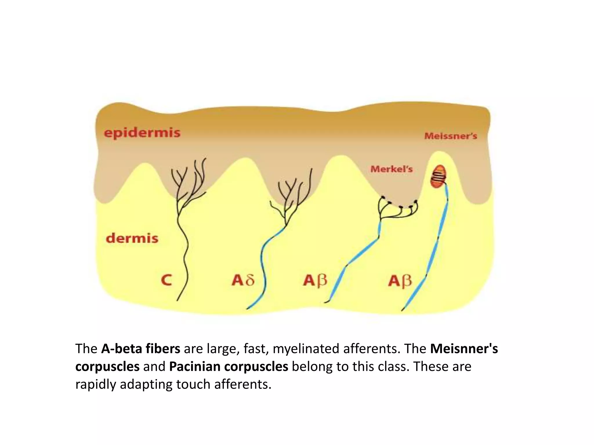 Cutaneous receptors | PPTX