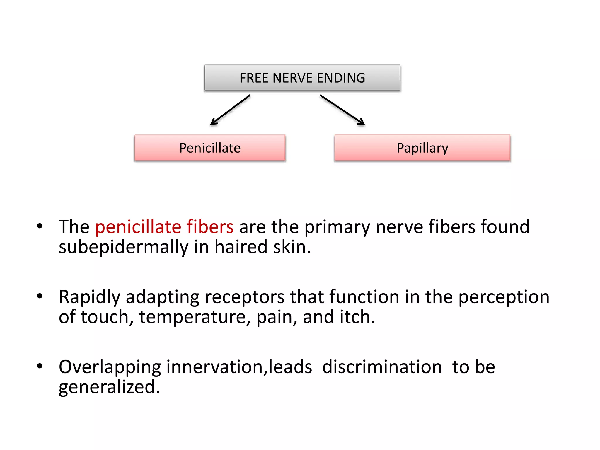 Cutaneous receptors | PPTX