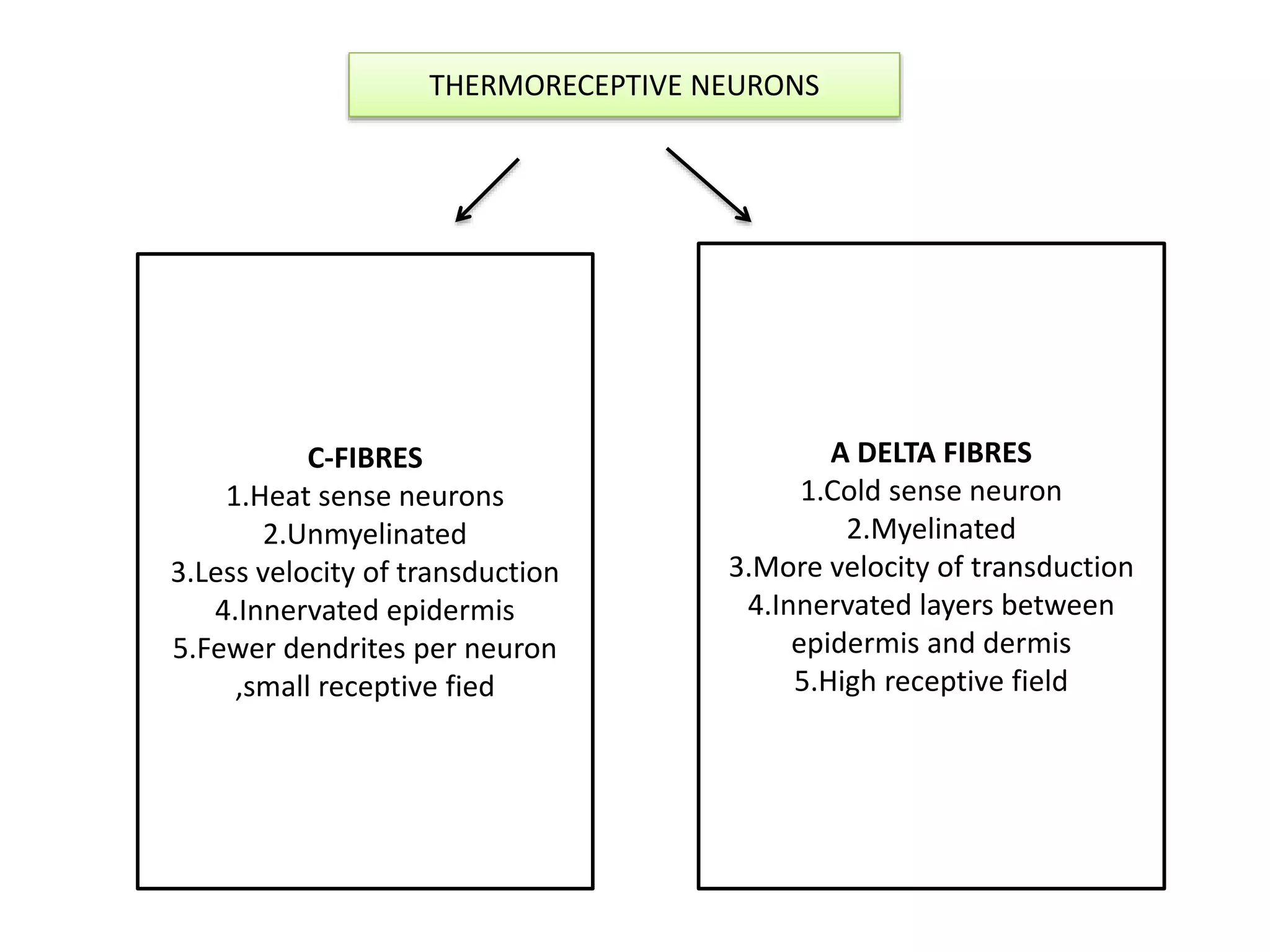 Cutaneous receptors | PPTX