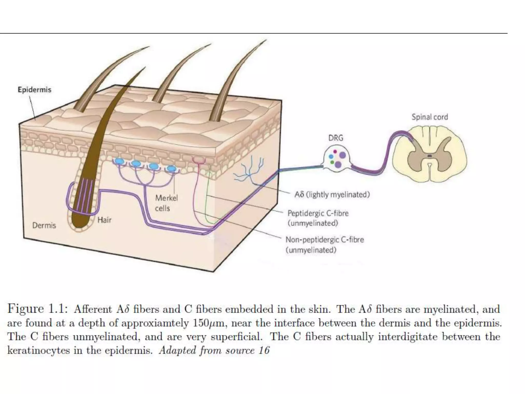 Cutaneous receptors | PPTX