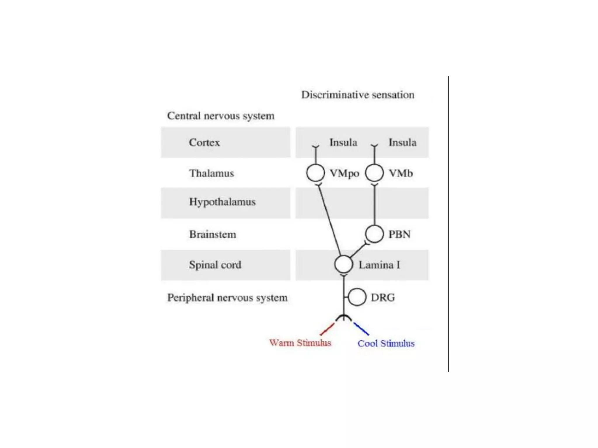 Cutaneous receptors | PPTX