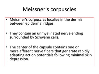 Cutaneous receptors | PPTX