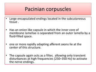 Cutaneous receptors | PPTX