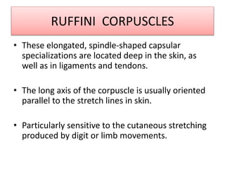 Cutaneous receptors | PPTX
