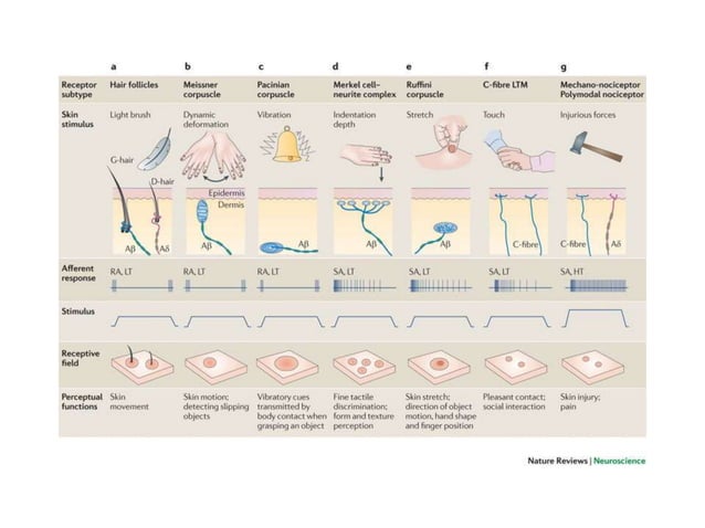 Cutaneous receptors | PPTX | Skin and Dermatology | Diseases and Conditions