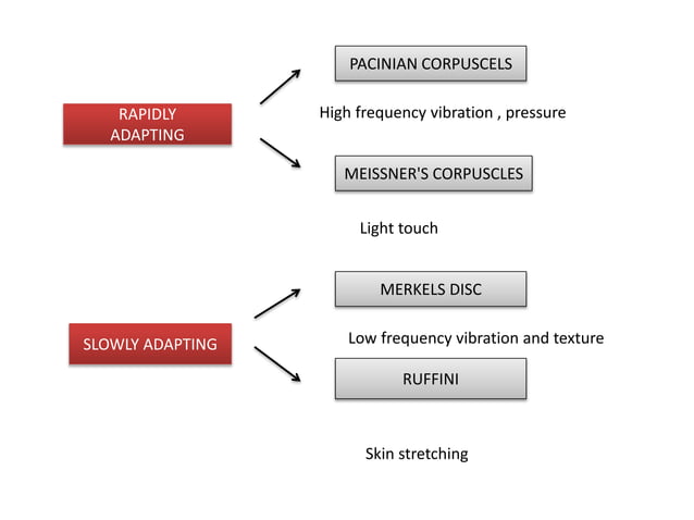 Cutaneous receptors | PPTX | Skin and Dermatology | Diseases and Conditions