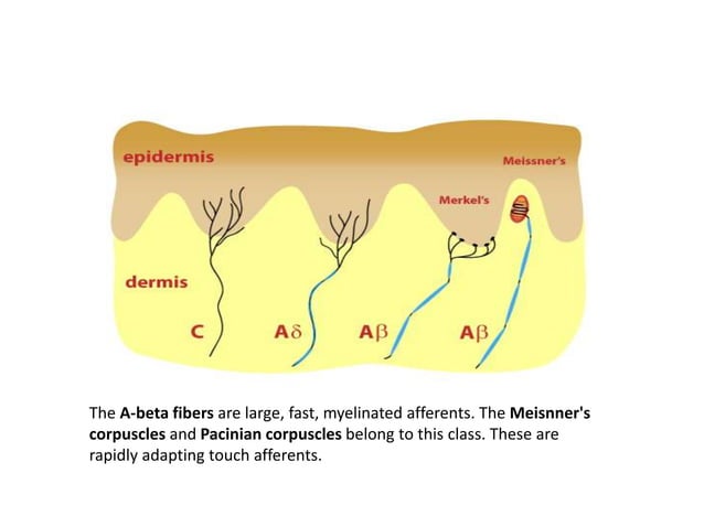 Cutaneous receptors | PPTX | Skin and Dermatology | Diseases and Conditions