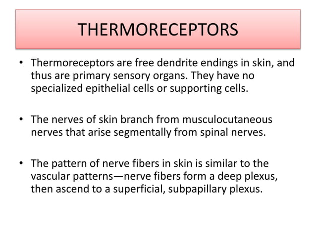 Cutaneous receptors | PPTX | Skin and Dermatology | Diseases and Conditions