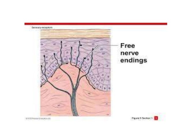 Cutaneous receptors | PPTX | Skin and Dermatology | Diseases and Conditions