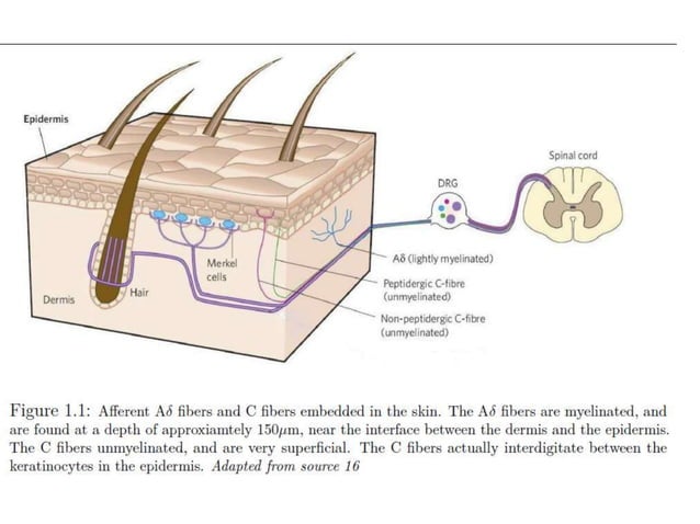 Cutaneous receptors | PPTX | Skin and Dermatology | Diseases and Conditions