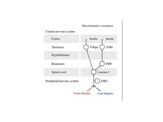 Cutaneous receptors | PPTX