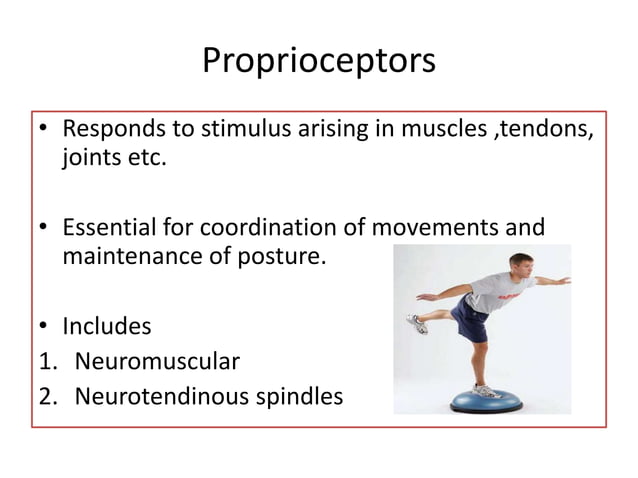 Cutaneous receptors | PPTX | Skin and Dermatology | Diseases and Conditions