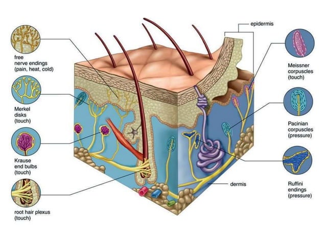 Cutaneous receptors | PPTX | Skin and Dermatology | Diseases and Conditions