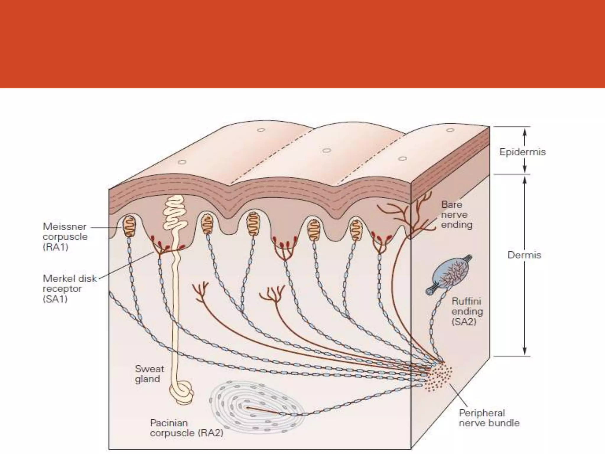 Cutaneous receptors1 | PPTX