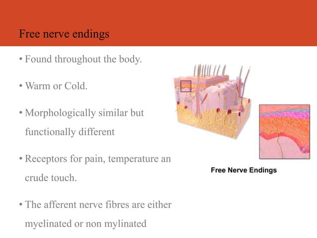 Cutaneous receptors1 | PPTX