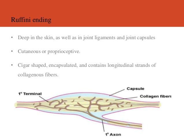 Ruffini endings - groundnet