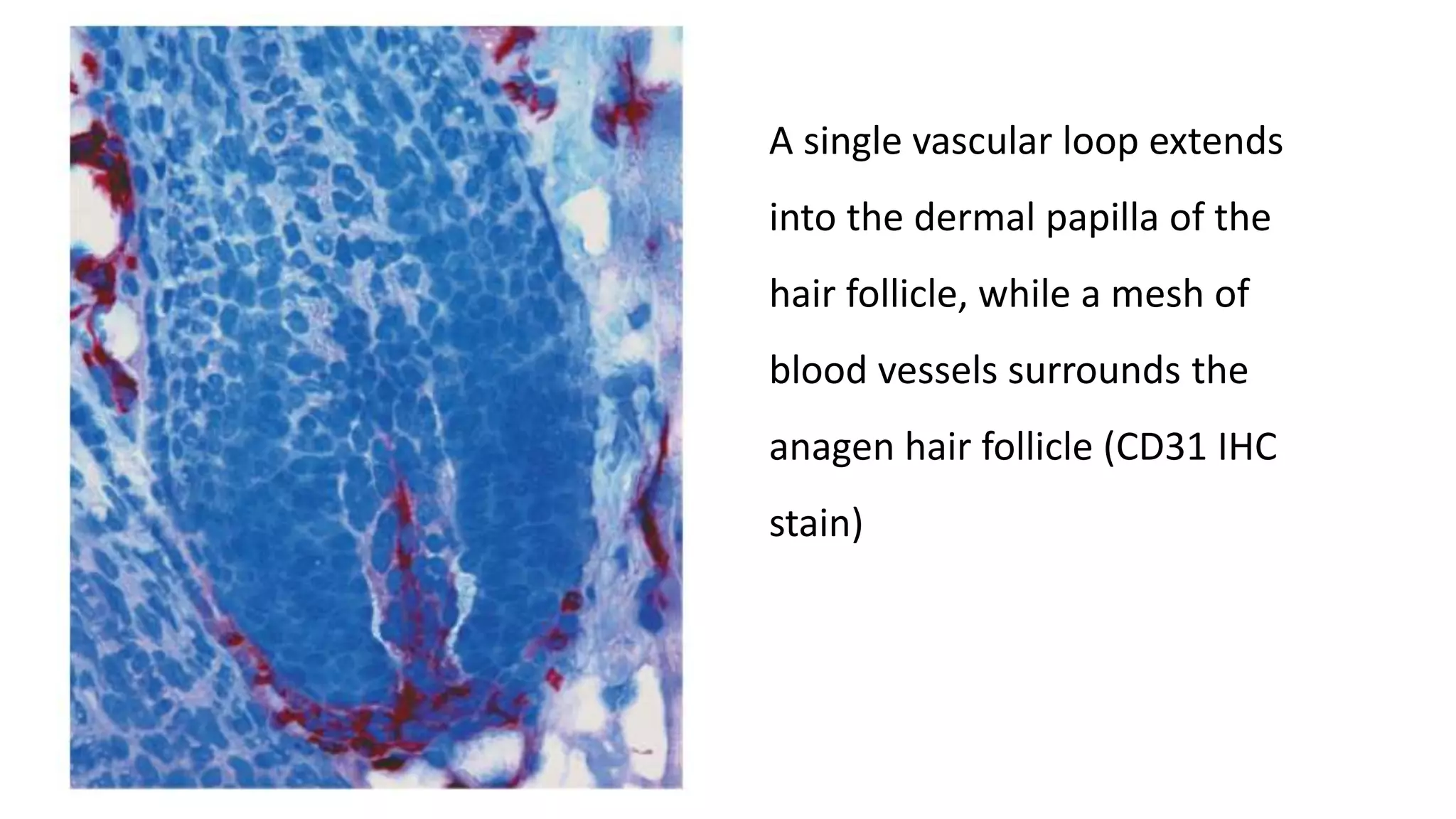 Cutaneous Vasculature and Thermoregulation | PPTX