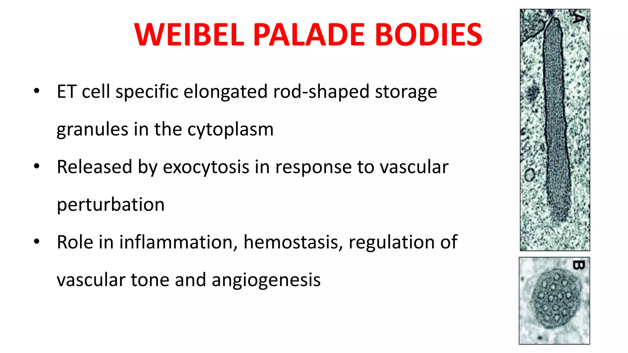 Cutaneous Vasculature and Thermoregulation | PPTX