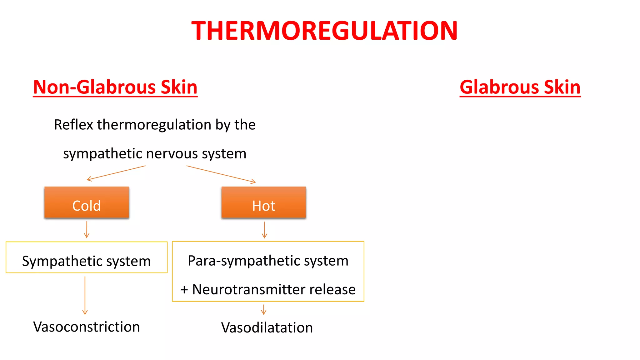 Cutaneous Vasculature and Thermoregulation | PPTX