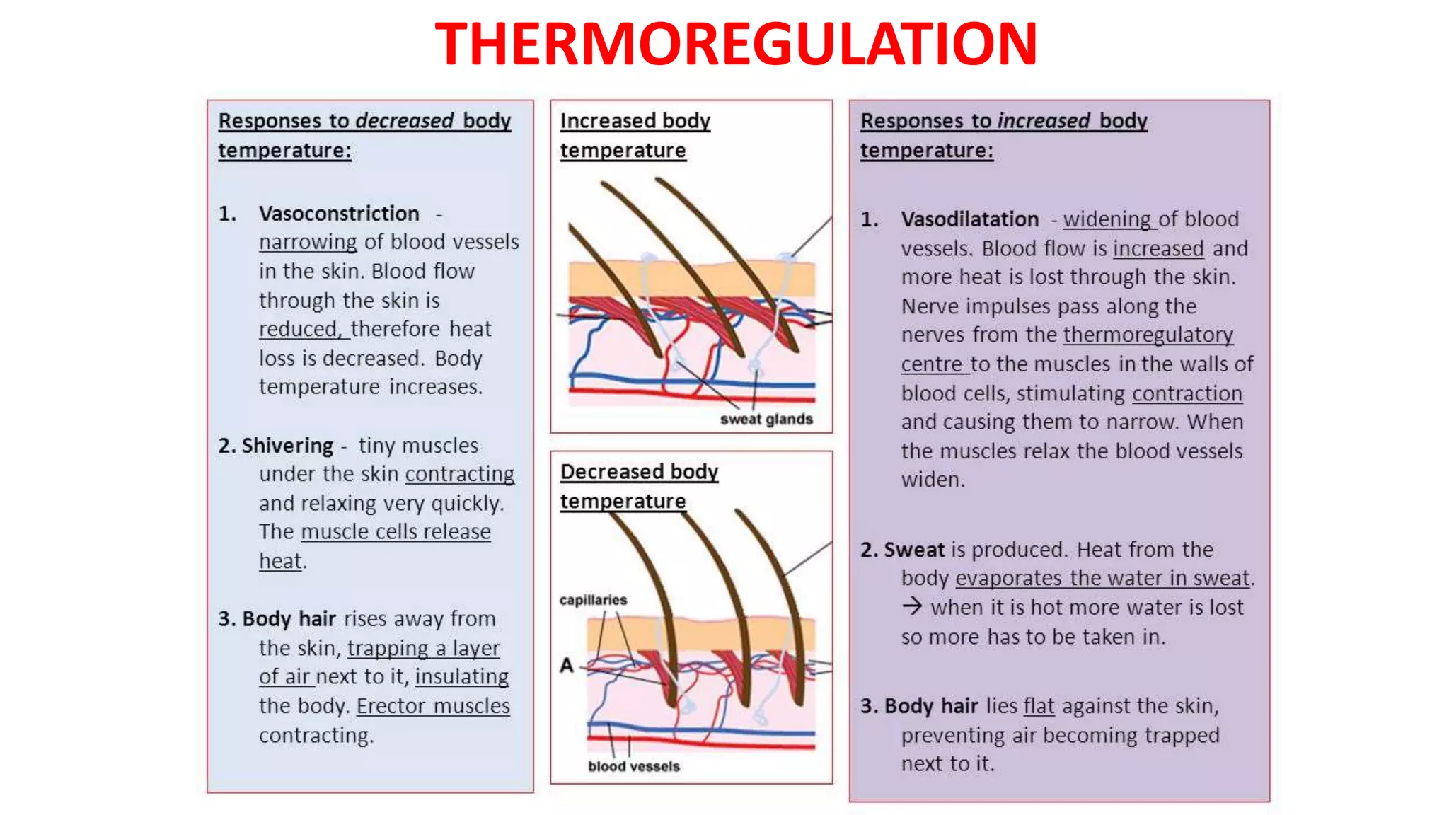 Cutaneous Vasculature and Thermoregulation | PPTX