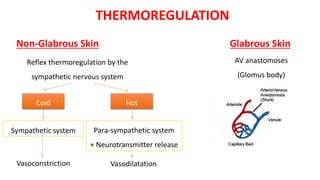 Cutaneous Vasculature and Thermoregulation | PPTX