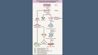 Cutaneous vasculature ( embryology, structure , functions ) | PPTX