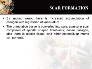 Cutaneous wound healing | PDF | First Aid | Injuries