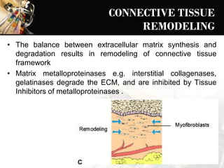 Cutaneous wound healing | PDF | First Aid | Injuries