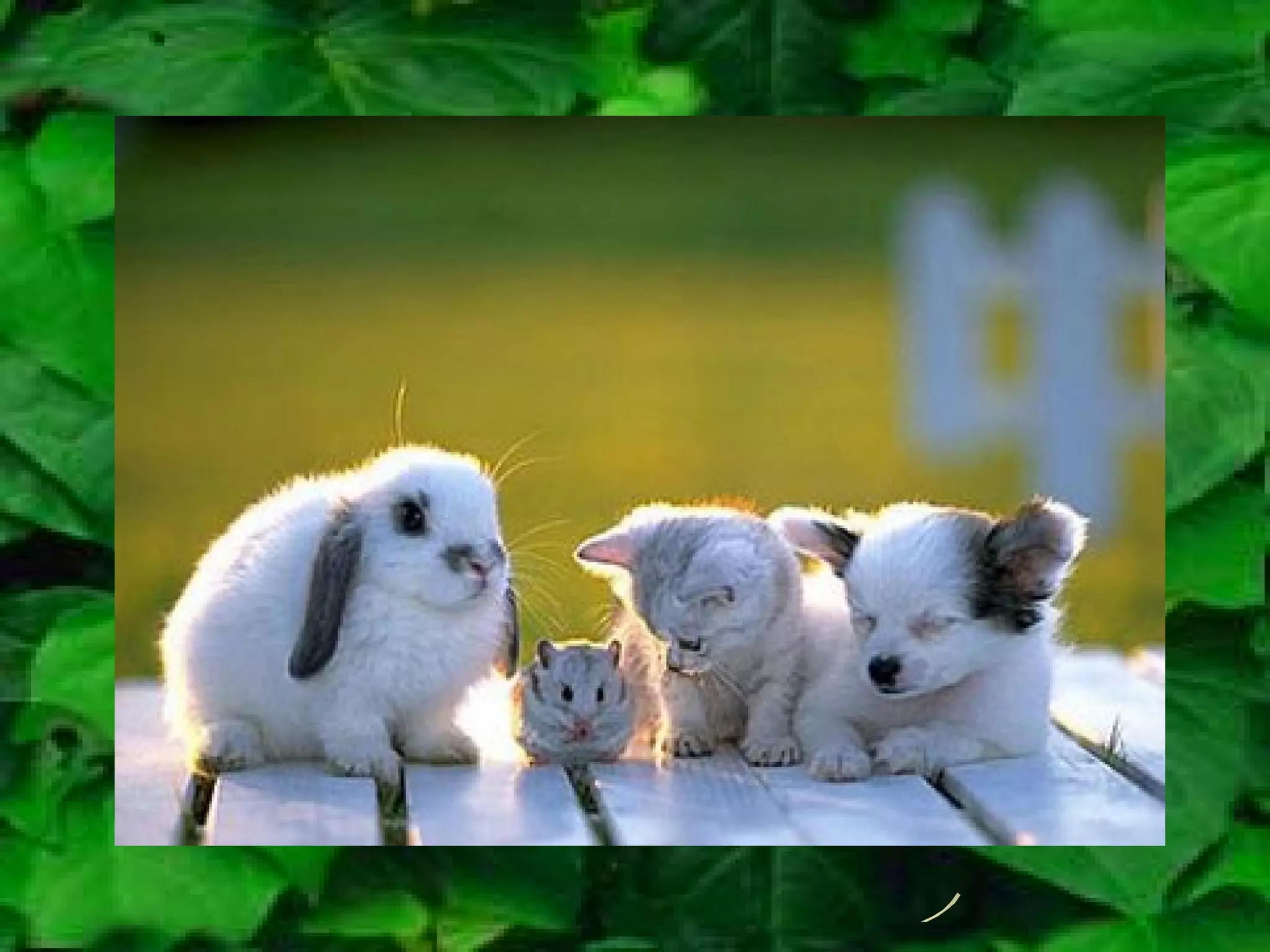 Cute Animals I | PPS