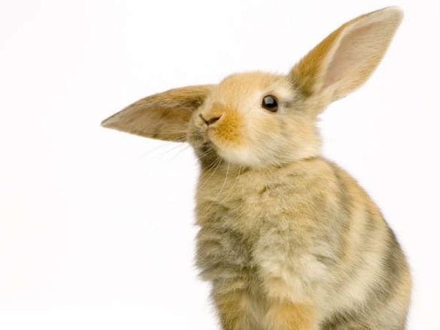 Beautiful Bunnies | PPS