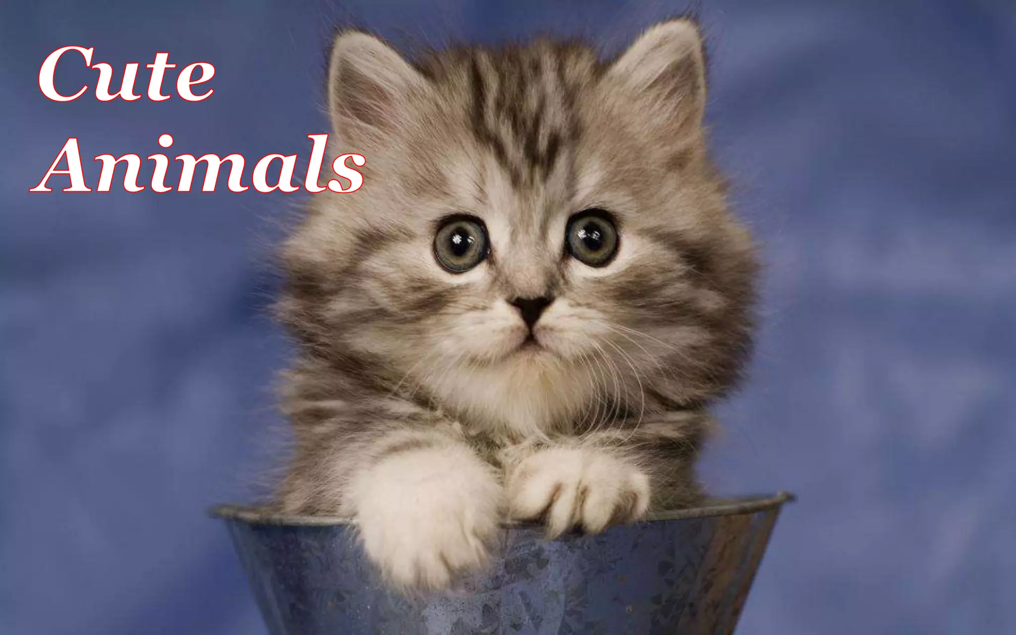 Cute animals | PPT