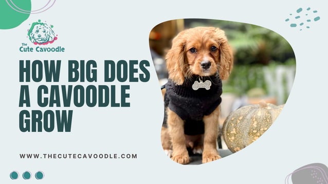 Cavoodle Growth: Understanding Factors Influencing Size Development in ...
