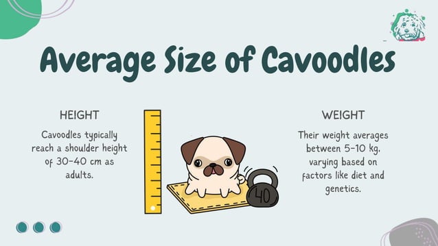 Cavoodle Growth: Understanding Factors Influencing Size Development in ...
