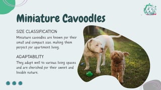 Cavoodle Growth: Understanding Factors Influencing Size Development in ...