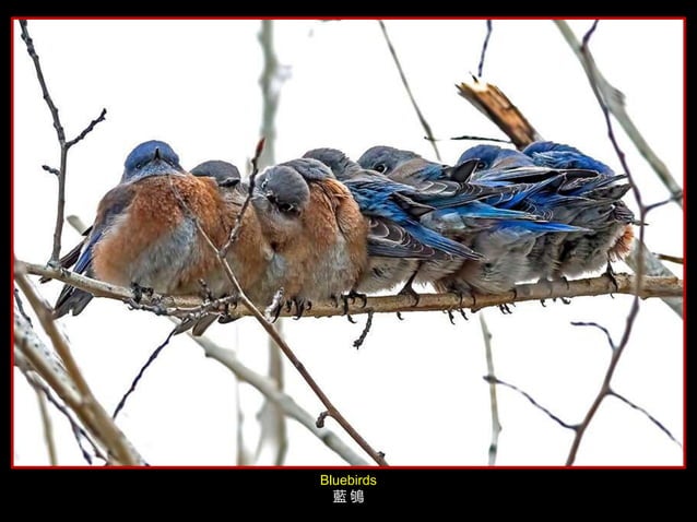 Cute Photos of Huddling Birds (小鳥擠在一起的可愛照片).ppsx